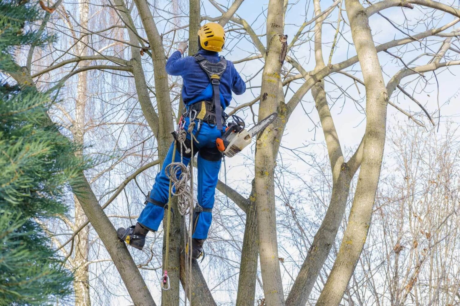 Belfast Tree Surgeons - McAuley Tree Surgery & Removal Service