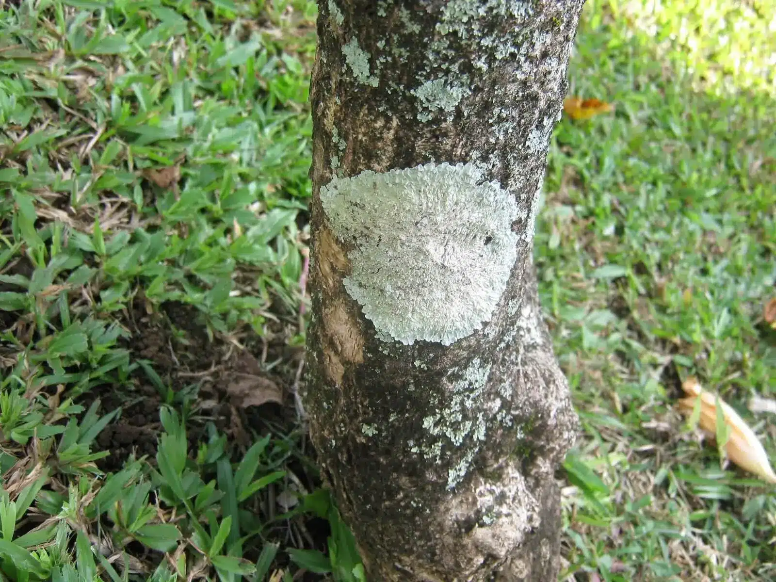 How to Recognize Signs of Tree Stress and Illness?