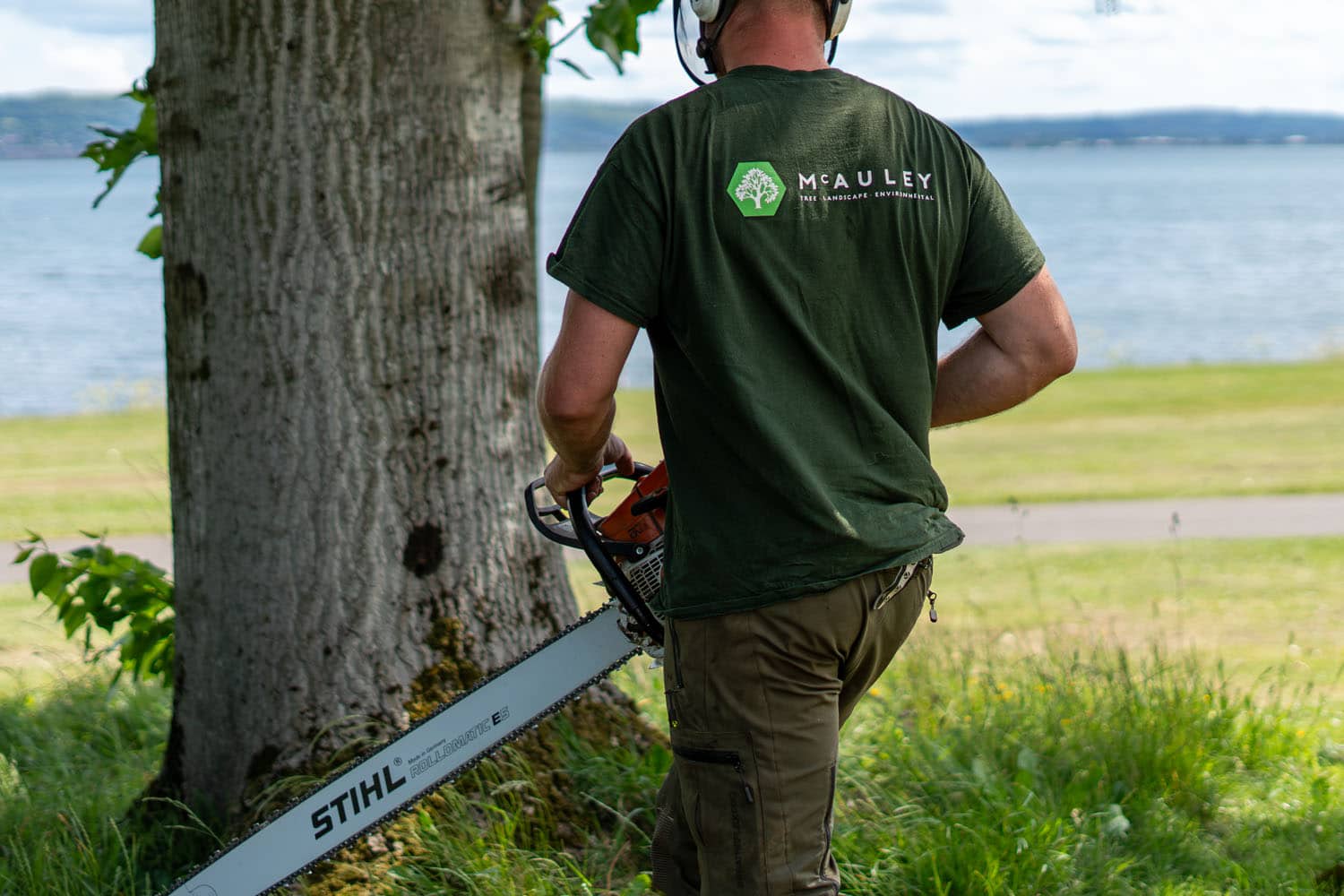 Tree Removal & Sectional Dismantling | McAuley Tree Surgery