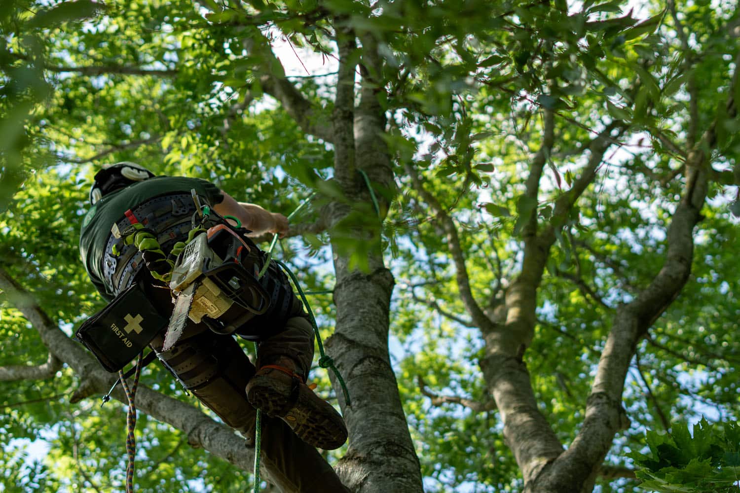 Emergency Tree Work | McAuley Tree Surgery